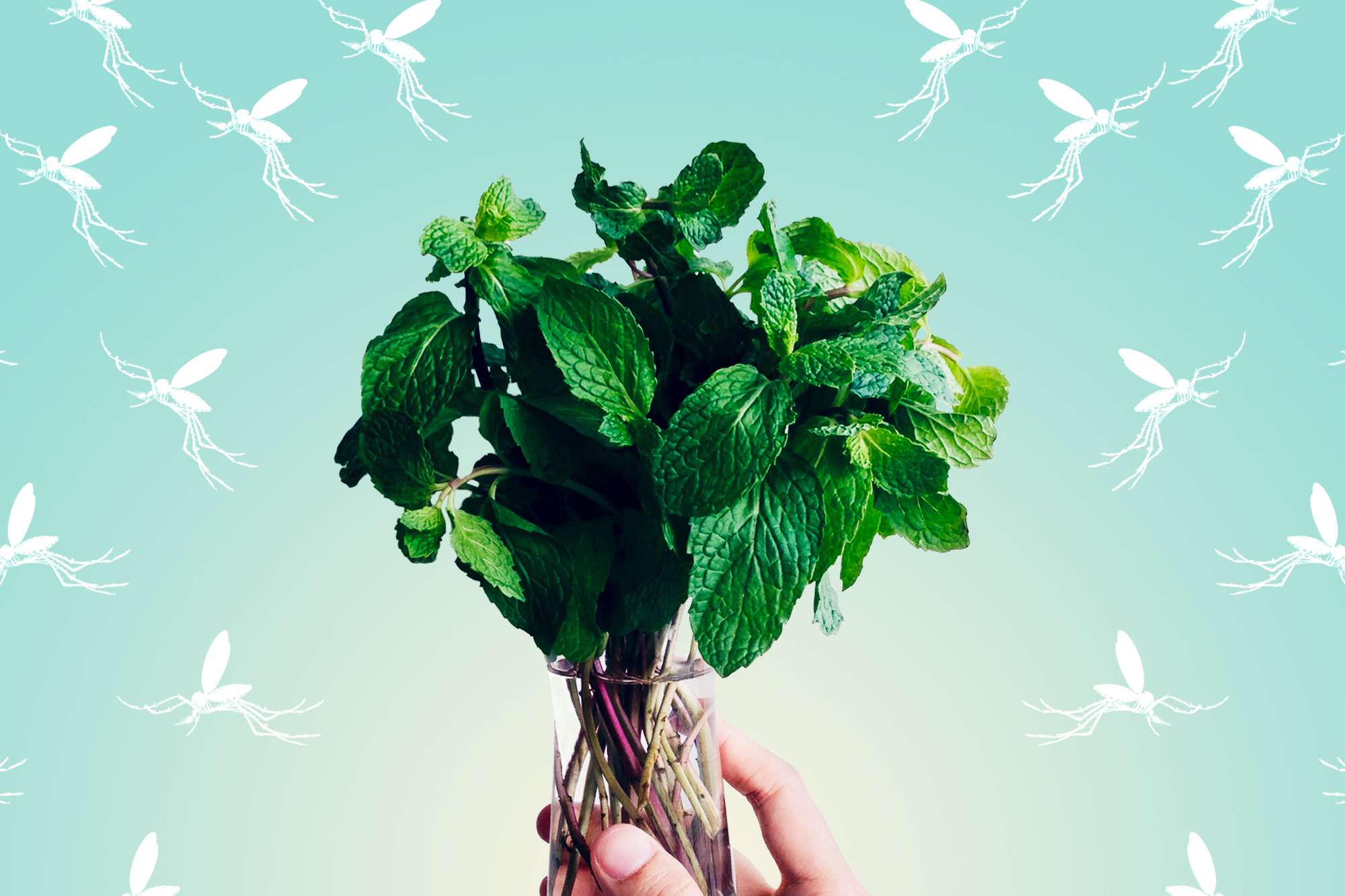 7 Plants That Repel Bugs and Mosquitos