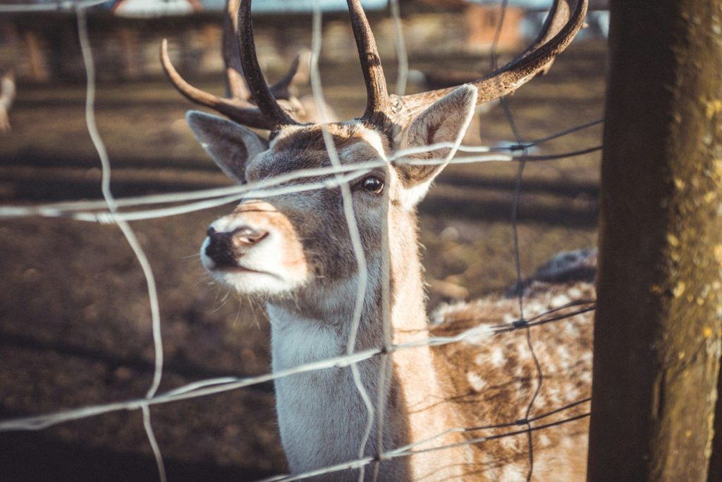A 550-pound deer fatally attacks its owner after pinning him against a ...