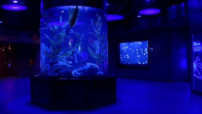 Mermaids return to Newport Aquarium along with new 21+ event