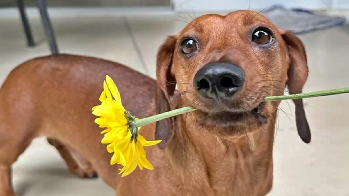14 small dog breeds with huge hearts that love to give affection