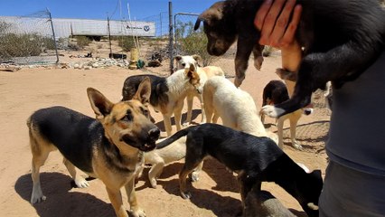 Grieving mama dog finds the perfect match