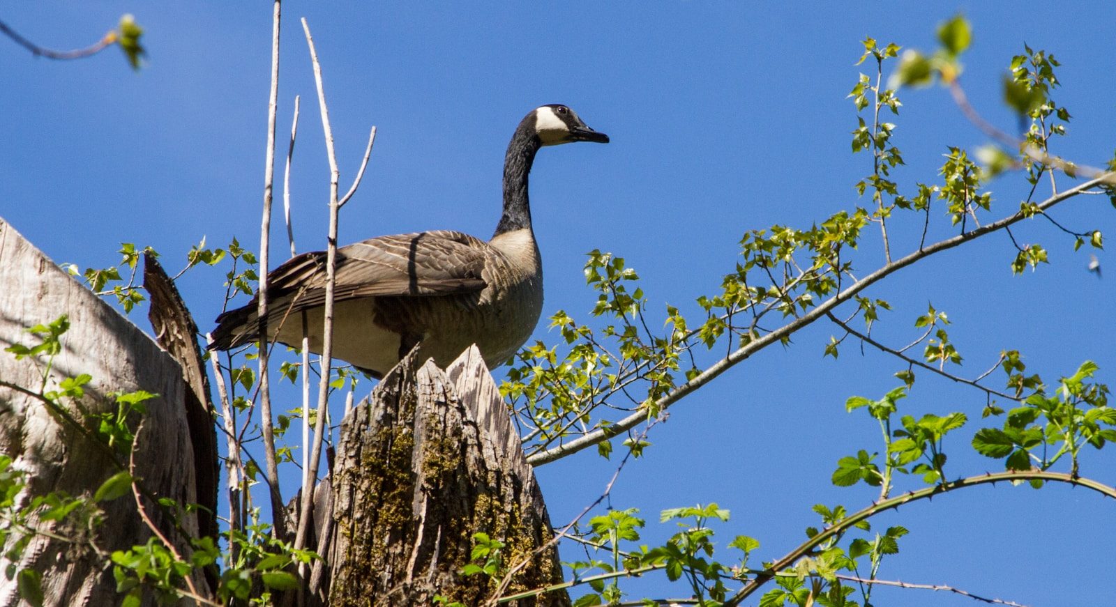 Common backyard birds that may cause problems for homeowners