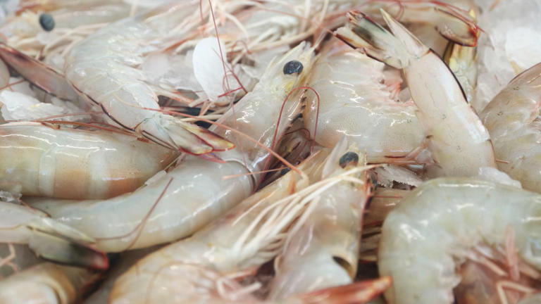Banana prawn season cut short for major operator due to strong catch ...