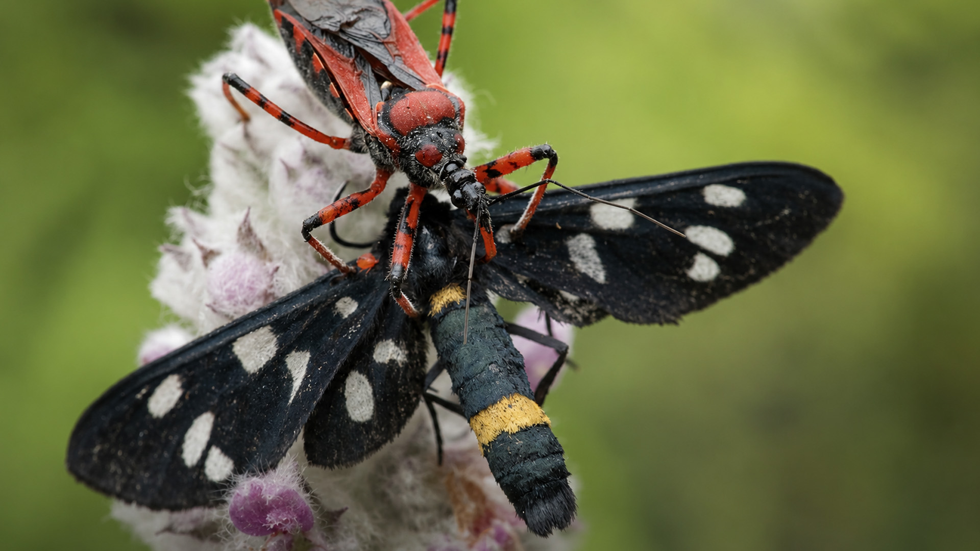 This insect predator quietly captured its prey on a flower