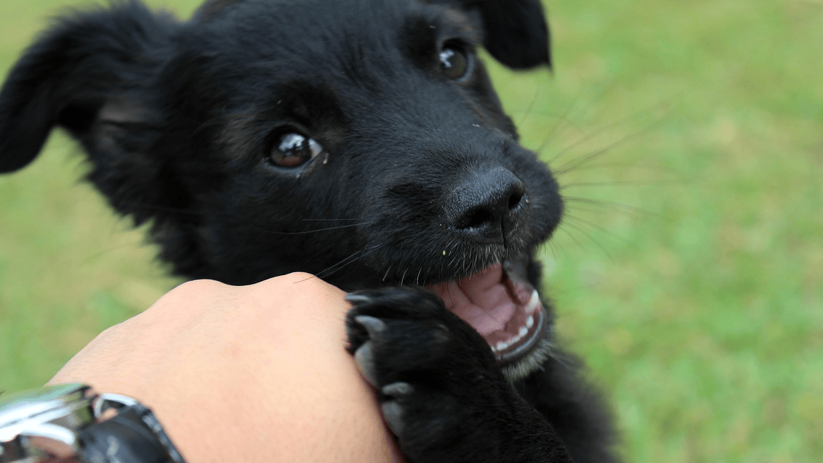 7 things dogs do when they dont trust someone