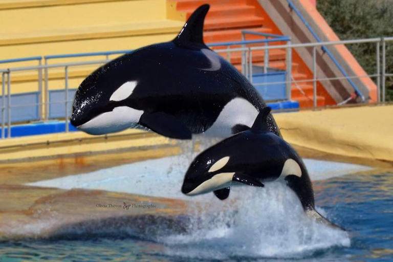 French government announces plan for mother-son orca pair stuck in a ...