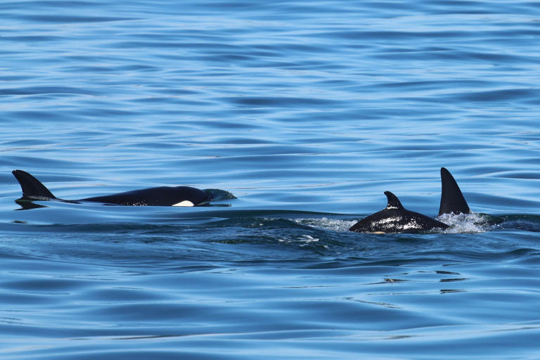 New orca calf born to the Bigg’s pod