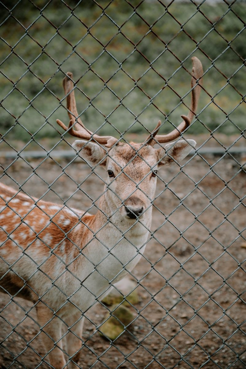 A 550-pound deer fatally attacks its owner after pinning him against a ...