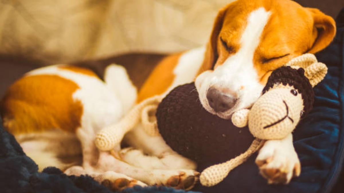 Do you sleep with your dog? 9 risks many owners don't consider ...
