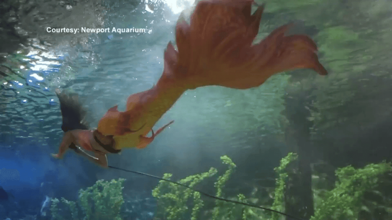 Mermaids return to Newport Aquarium along with new 21+ event