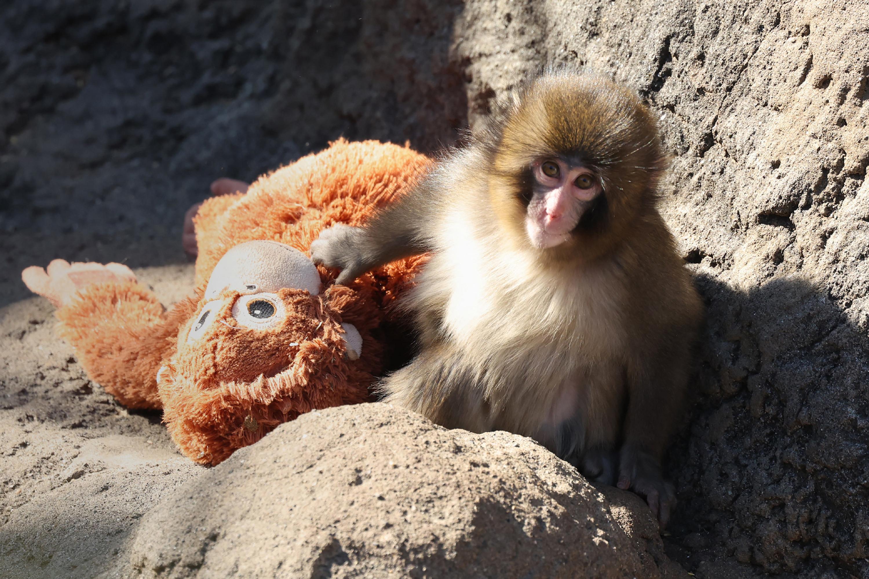 Video shows man in emoji suit jumping into Punch the Monkey's enclosure