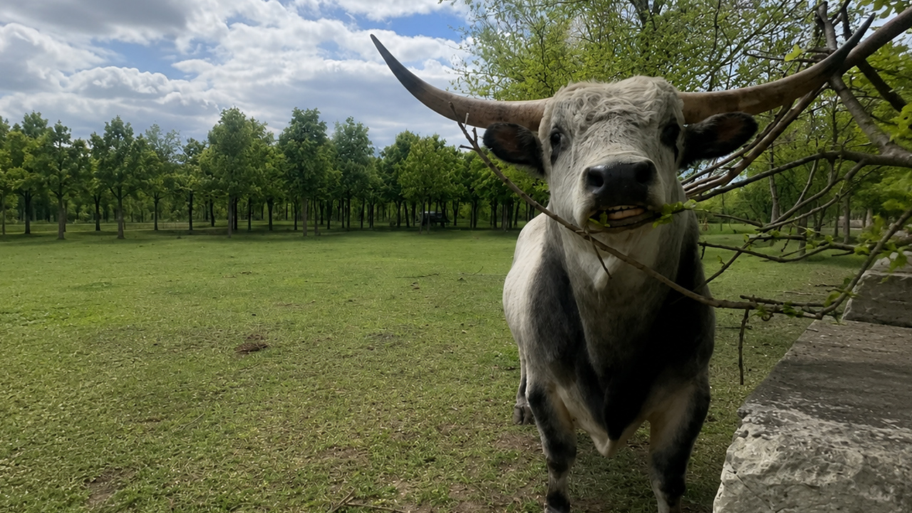 I filmed a buffalo up close while it tried to impress me