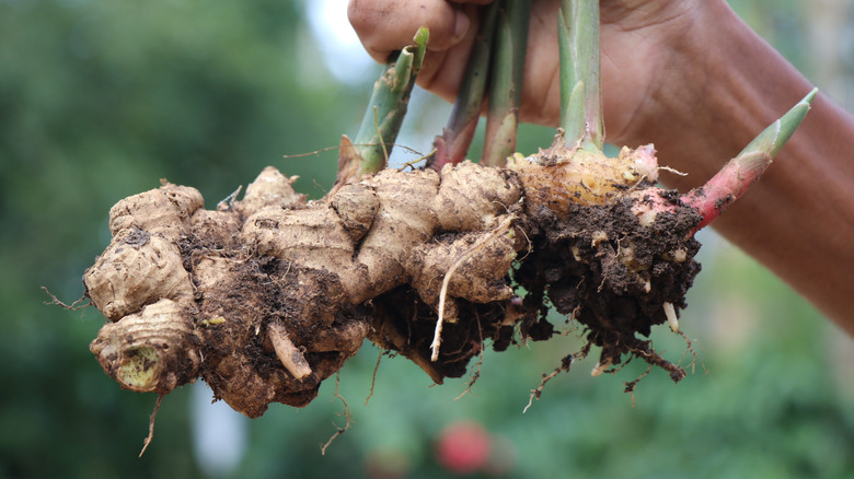 7 herbs you can grow to help block out weeds in your garden (& 6 to avoid)
