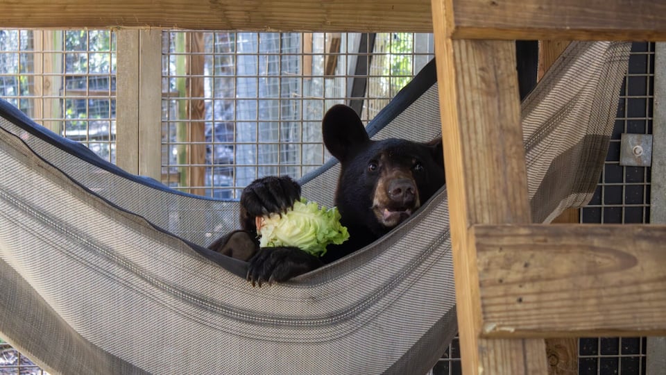 Rickie the bear joins Brevard Zoo’s black bear group