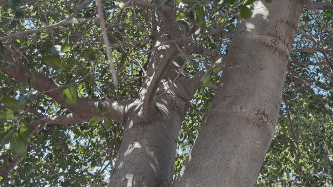 Arborist urges Shasta County residents to monitor tree health as fire ...