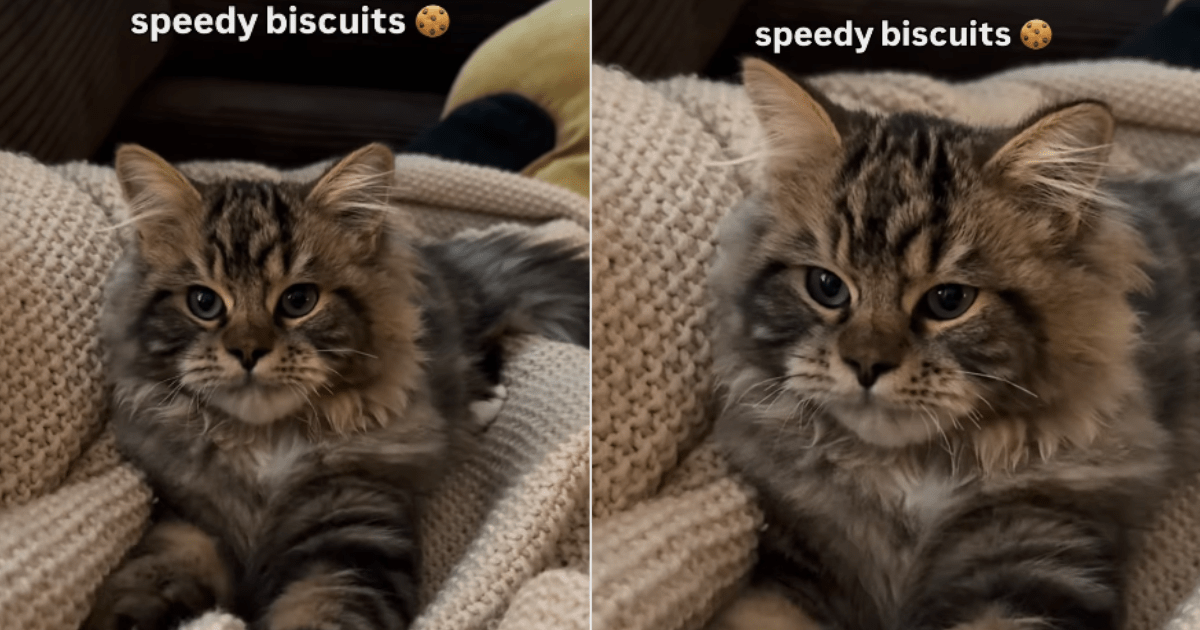 Cat is busy making 'biscuits' at super high speed