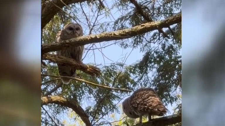 WCAX viewer captures owl duet. Here’s how to submit your photos, videos