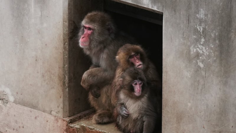 Japanese police detained 2 American men after 1 entered the enclosure ...