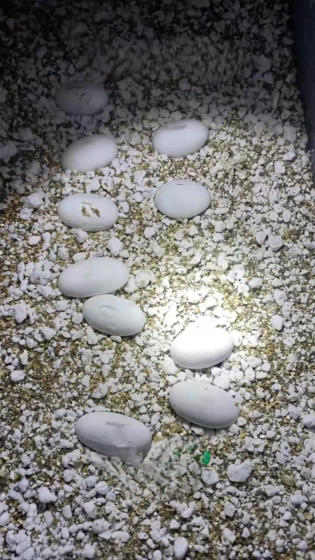 Tri-Color Hognose Eggs Reach Day 69
