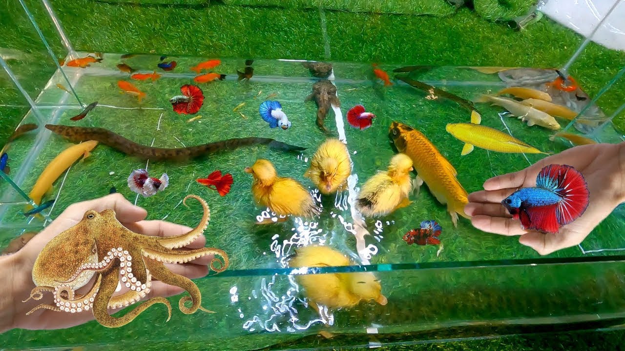 Largest exotic fish market!