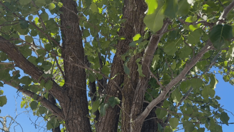 Arborist urges Shasta County residents to monitor tree health as fire ...