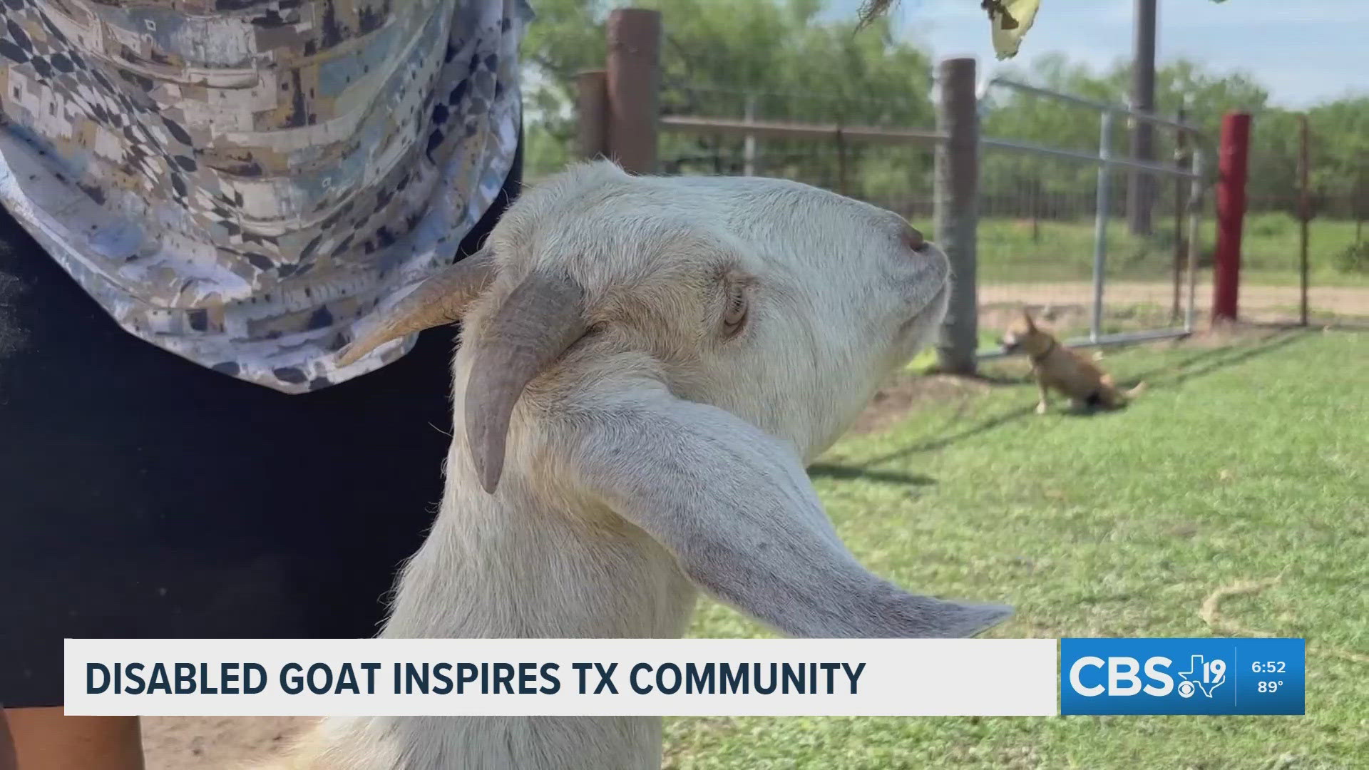 Texas goat born with backwards legs inspires community