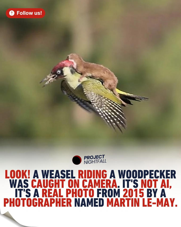Airborne terror! Weasel attacks woodpecker mid-flight in a desperate ...