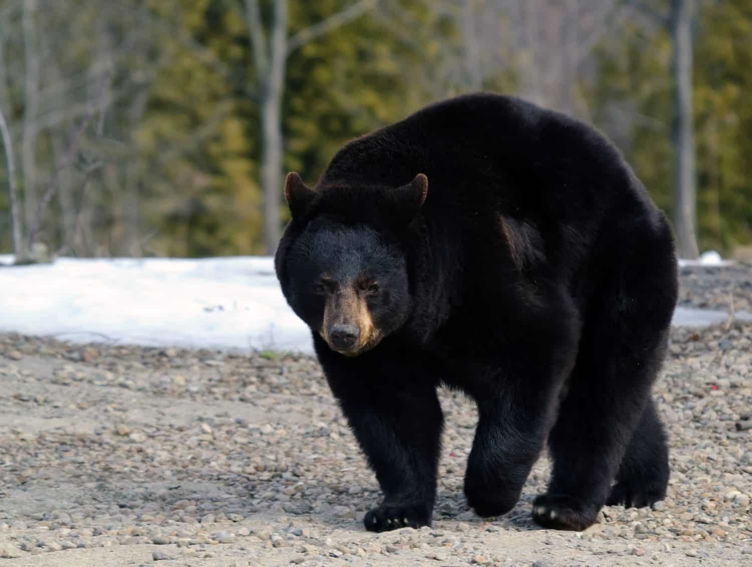 8 Colorado bear hotspots where hikers should stay alert