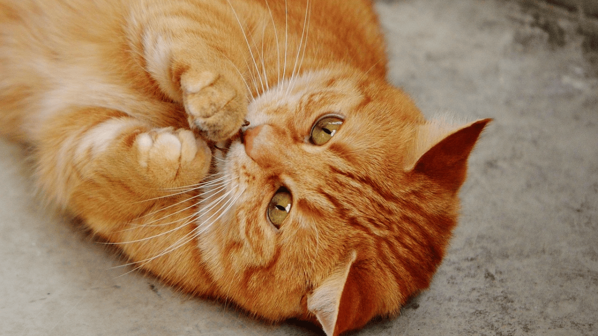 Your cat can understand more words than you think, experts say