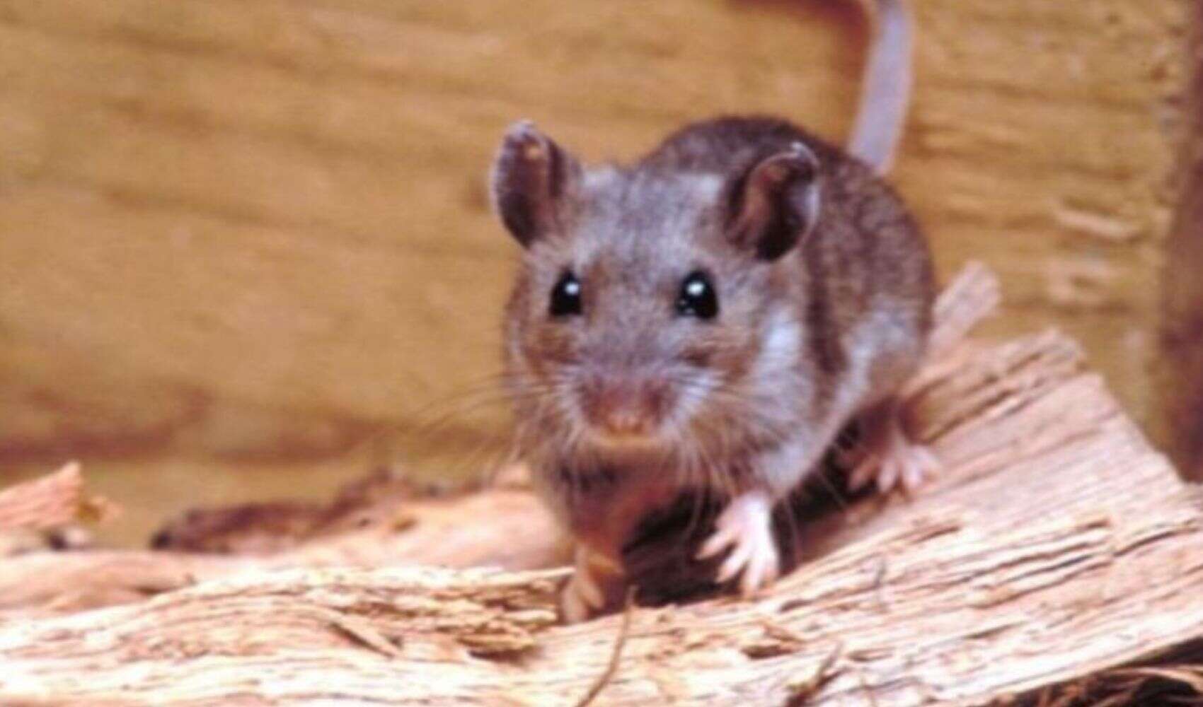 La era de las zoonosis: por qué el próximo virus podría ser peor que la ...