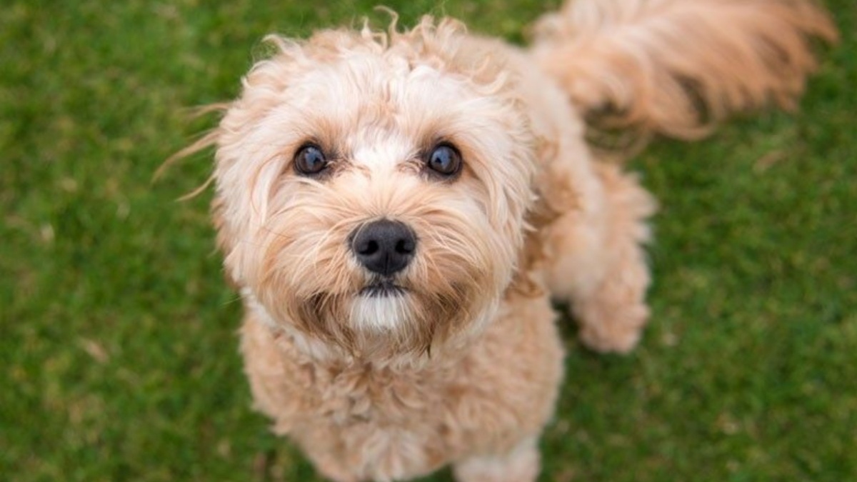 14 small dog breeds with huge hearts that love to give affection