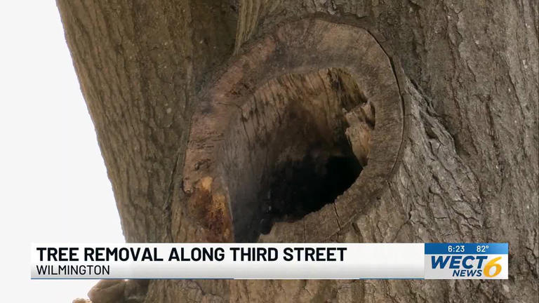 Wilmington to cut down 12 trees near Third and Orange streets for safety