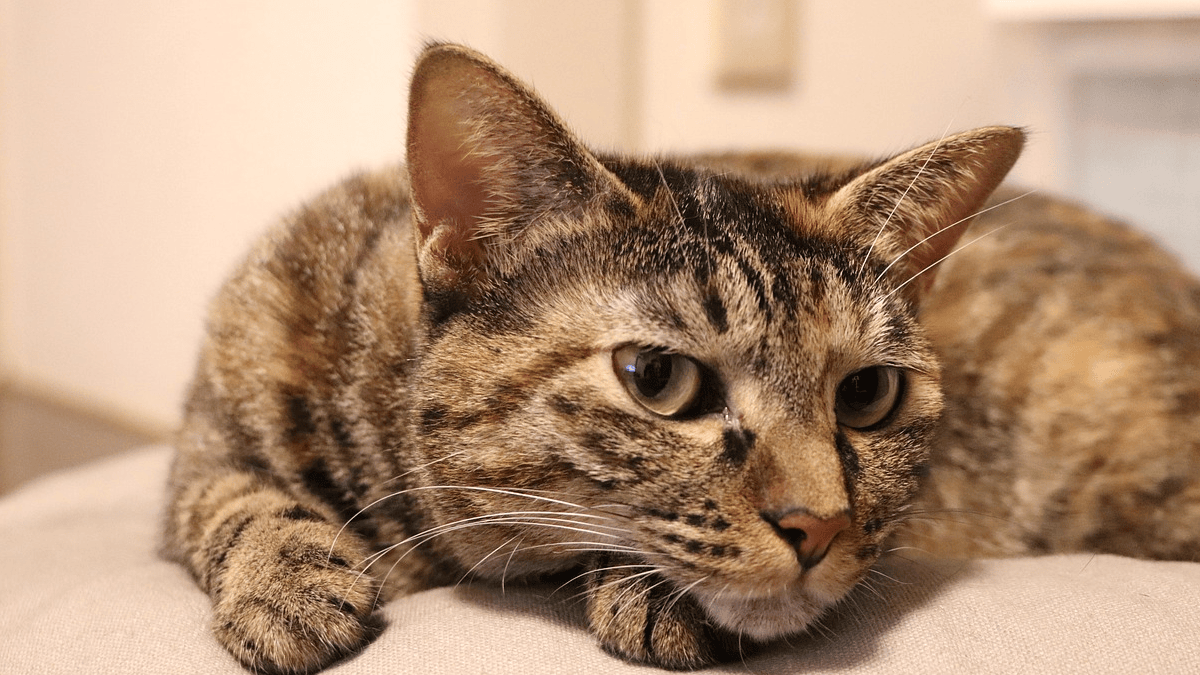 Your cat can understand more words than you think, experts say