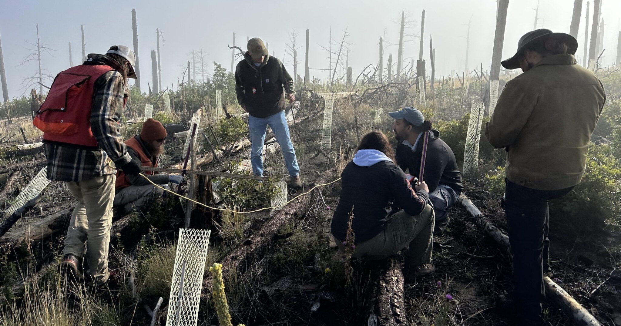 New Mexico begins building back its burned forests