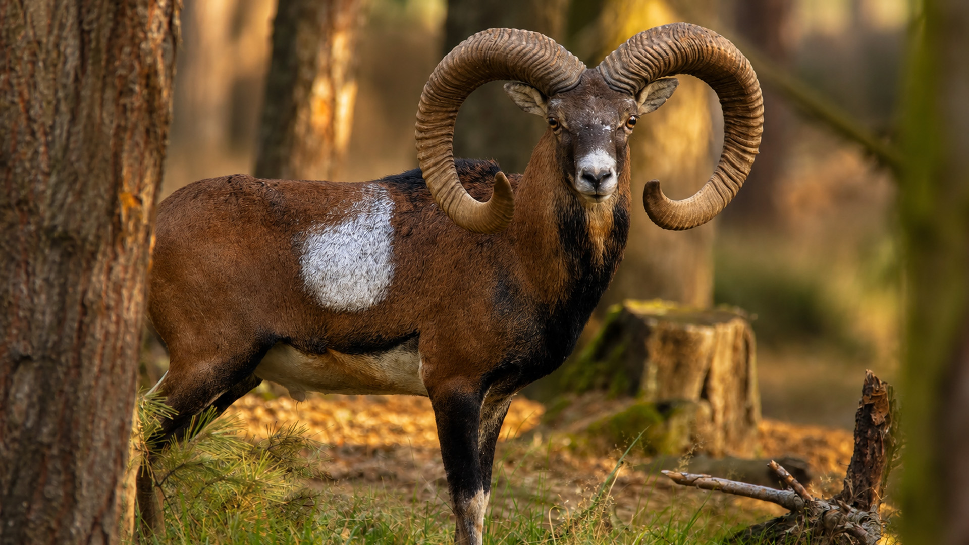 What this ram did after noticing the camera was unexpected