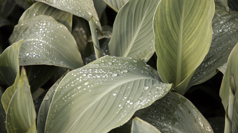 7 herbs you can grow to help block out weeds in your garden (& 6 to avoid)