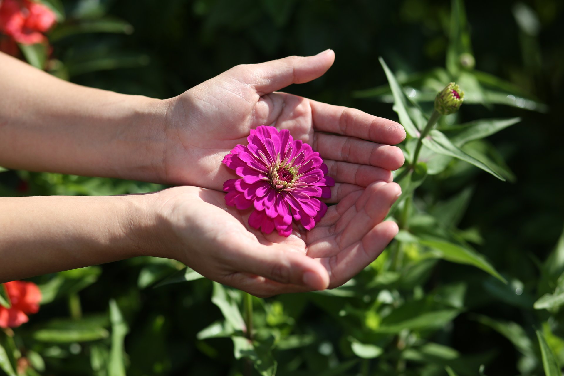 Nur noch wenige Wochen sinnvoll: Diese Sommerblume braucht jetzt ihren ...