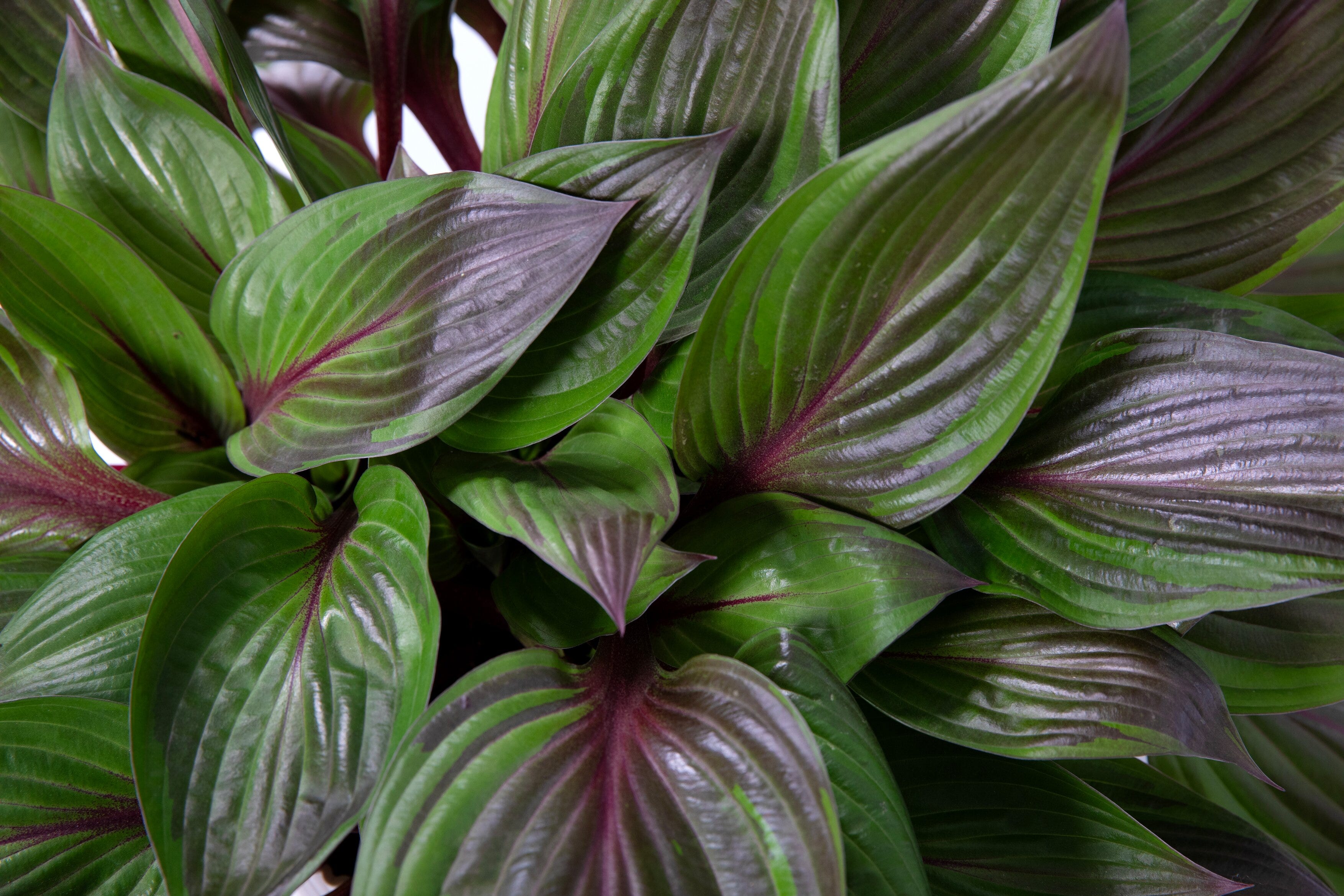 The first-ever red-leaved hosta just won Plant of the Year at Chelsea ...