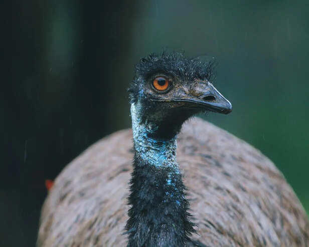 10 flightless birds that defy nature’s rules