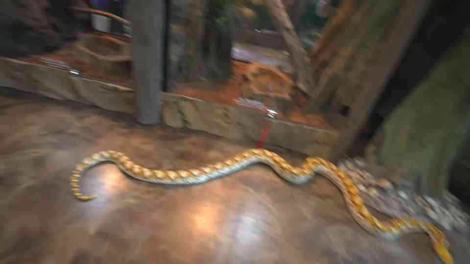 We tested the internet’s craziest animal myths
