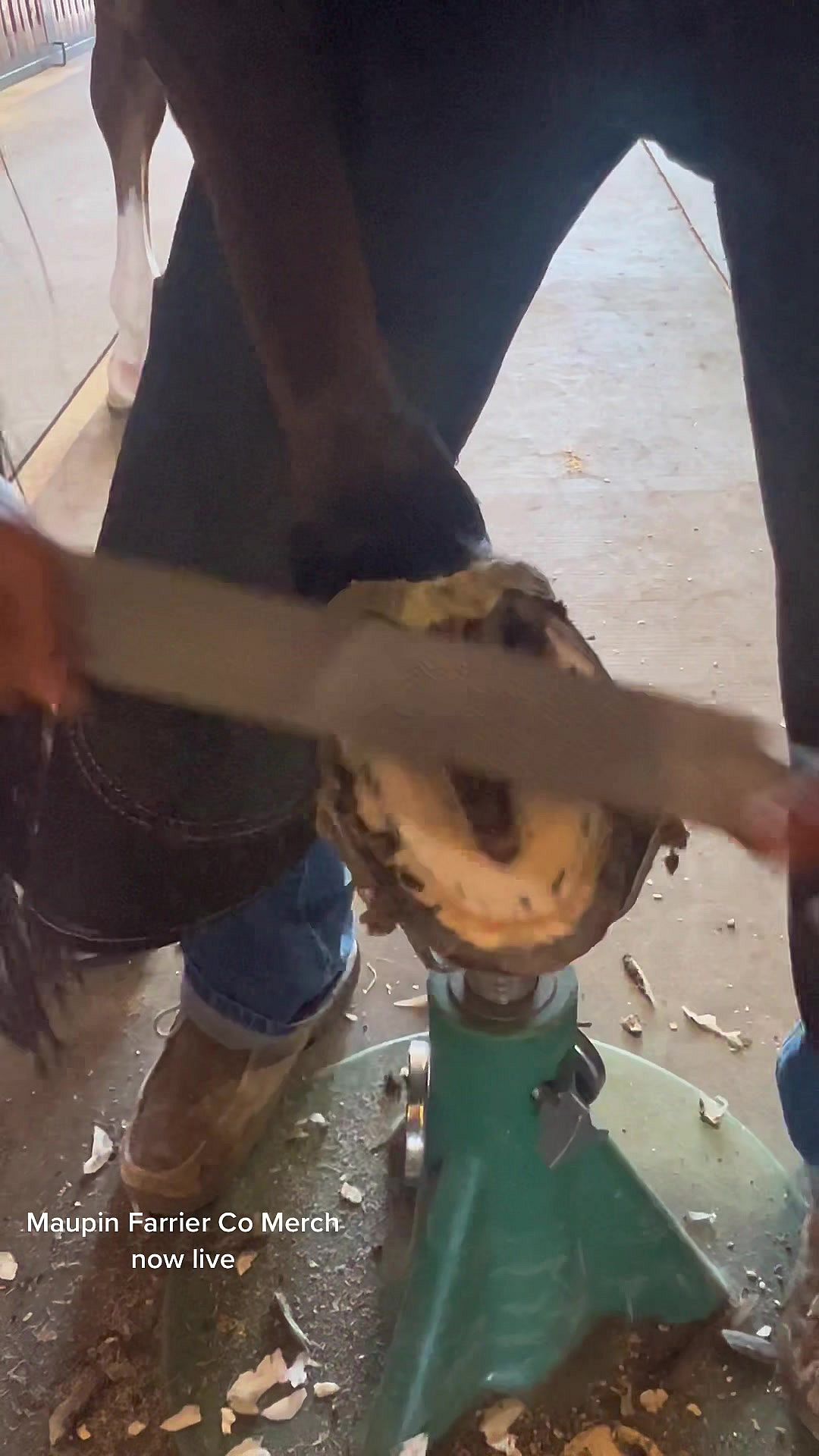 Watch this horse’s amazing transformation after a farrier visit