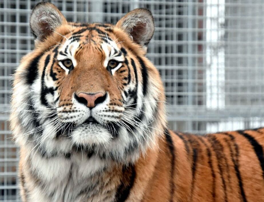 Tiger Sandokan attacks worker, shot dead by police