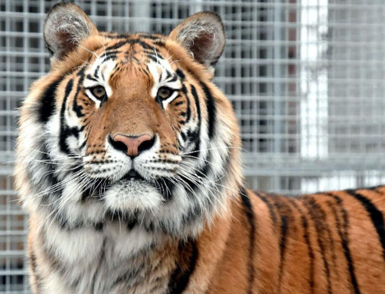 Tiger Sandokan attacks worker, shot dead by police