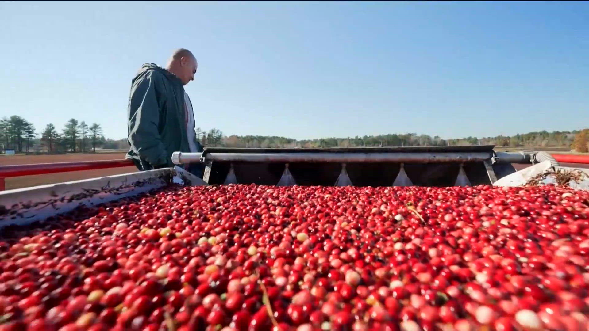 Cranberry study signals possible climate change resilience