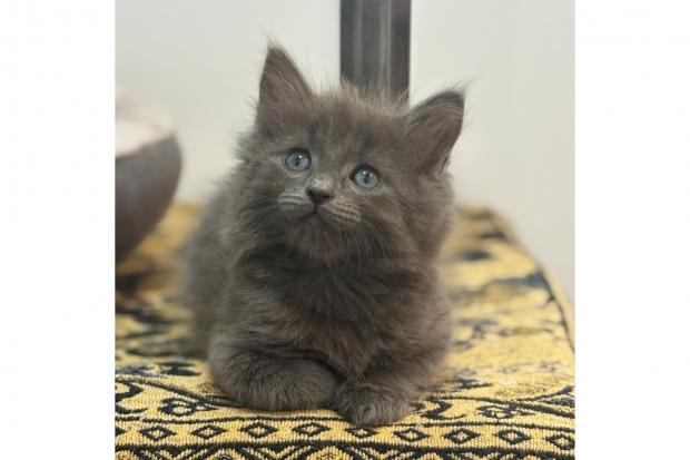 Darley Street Market to host 'purr-fect' cat festival
