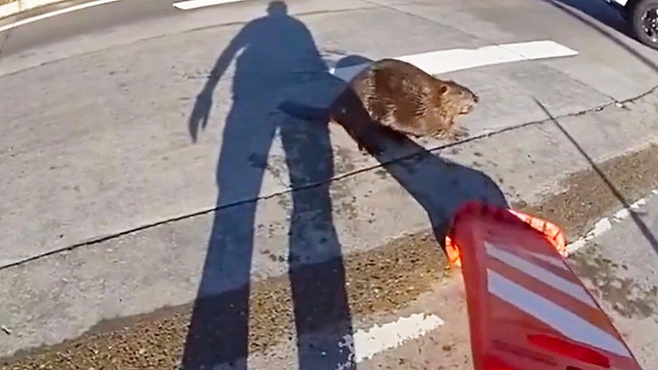 Colorado police use traffic cone to move stubborn beaver off road