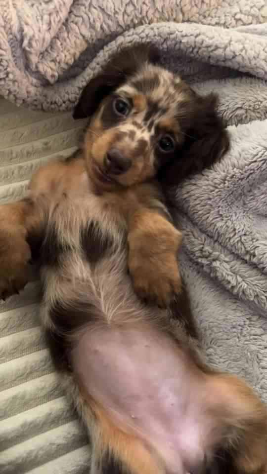The cutest little girly dachshund moments that will melt your heart