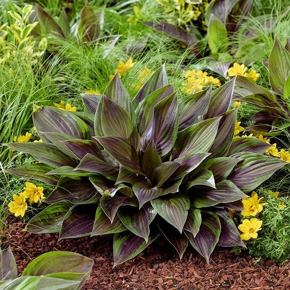 The first-ever red-leaved hosta just won Plant of the Year at Chelsea ...