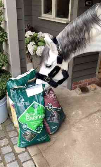He’s already hungry funny horse moments you can’t miss
