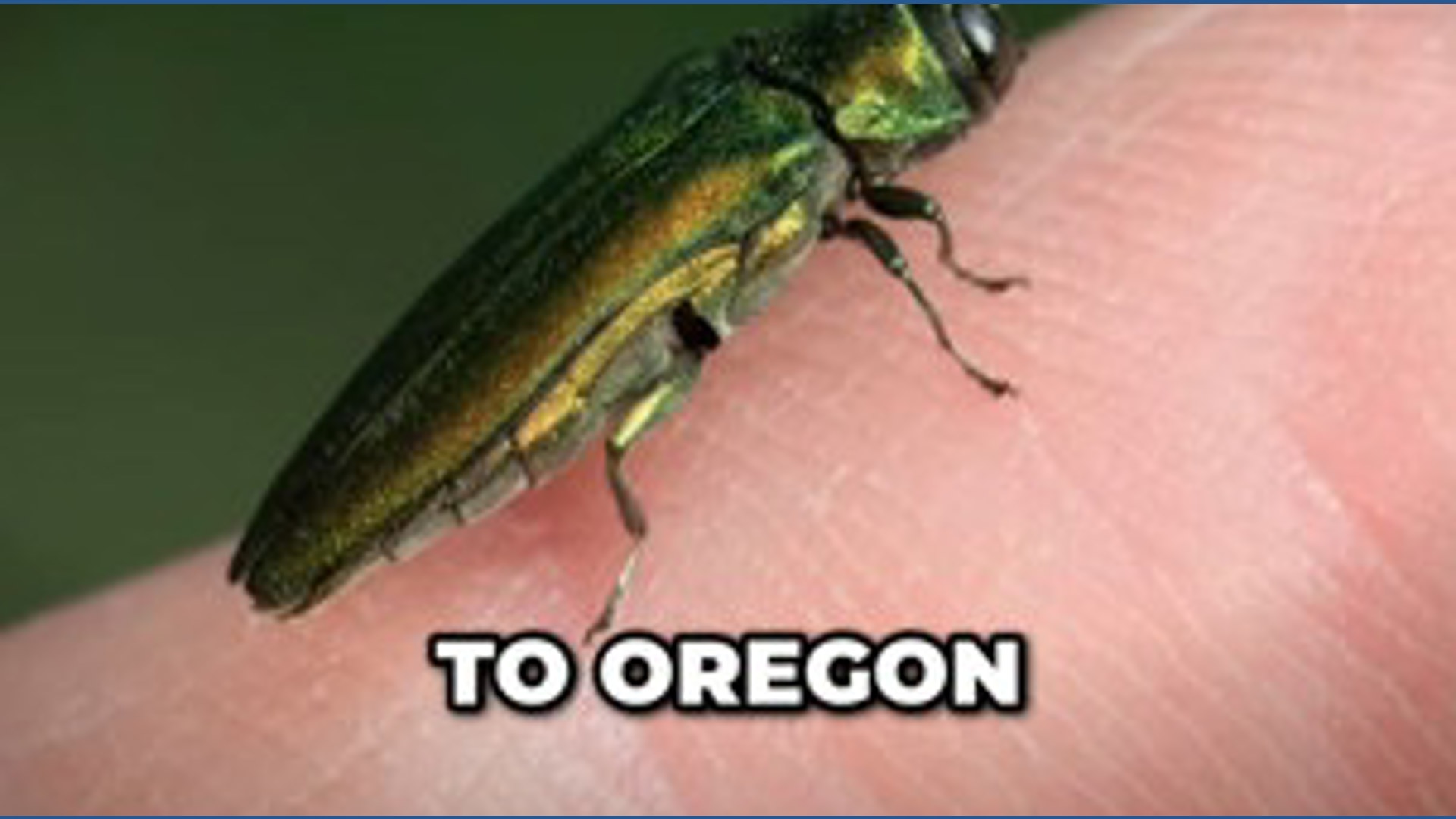Emerald ash borers emerge in Oregon weeks early